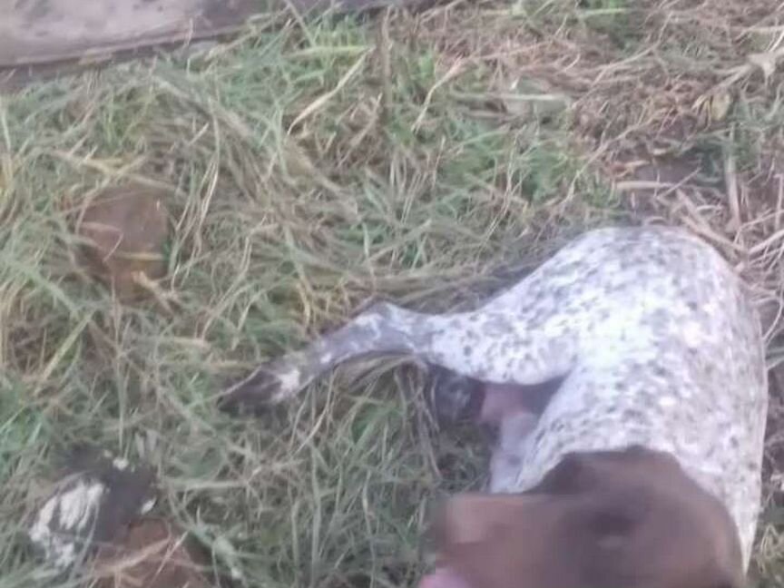 Щенки курцхаара