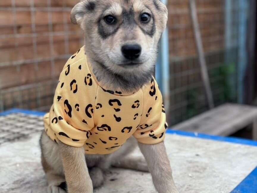 Милый щенок из приюта