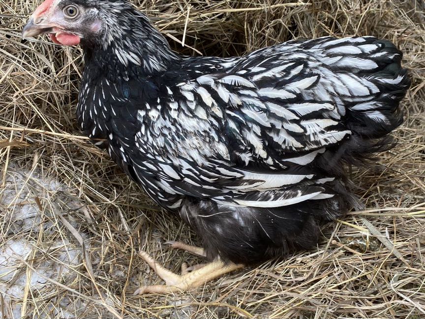 Петух виандот