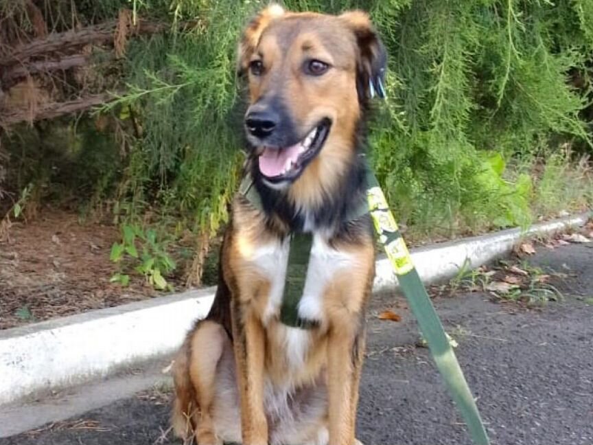 Дарочка ищет дом