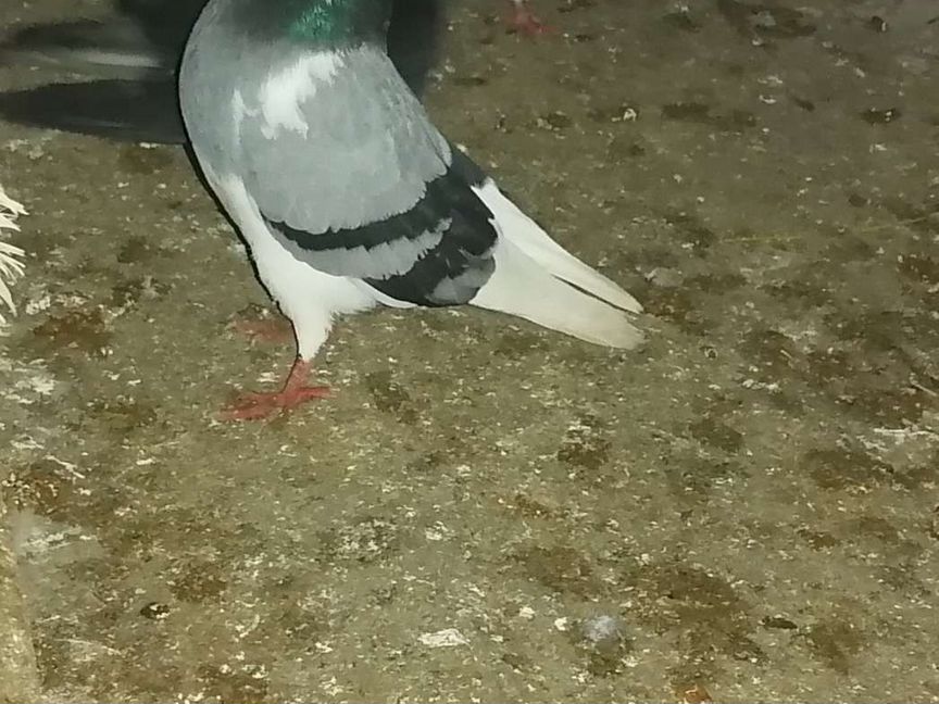 Голуби