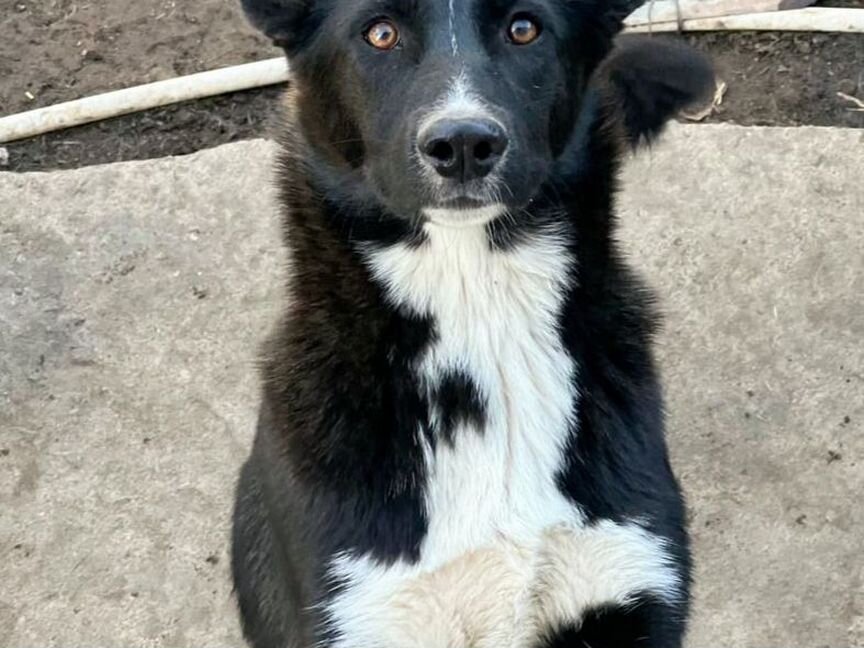 Щенок девочка