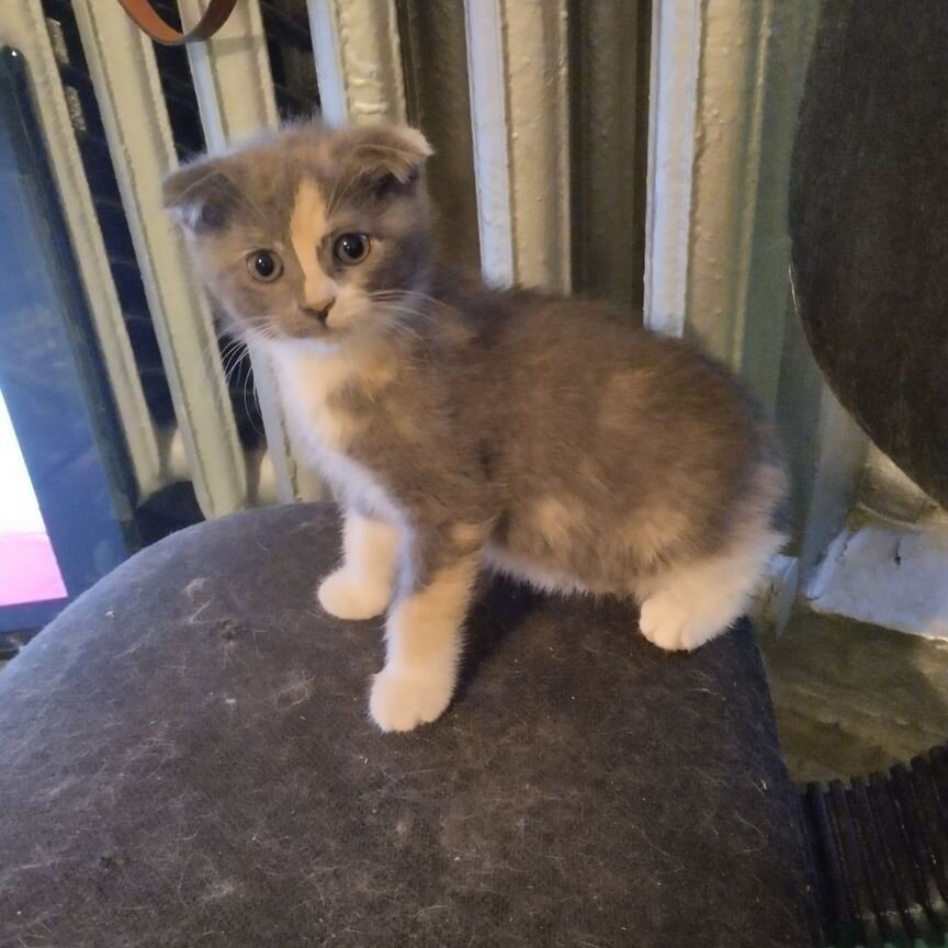 Домашние животные котята