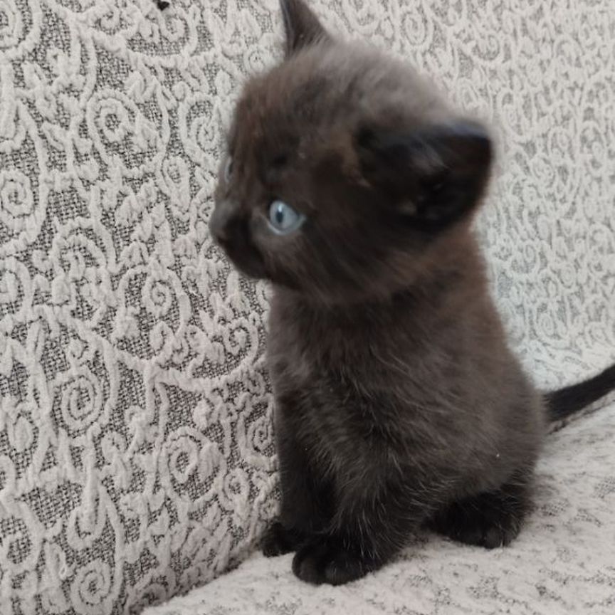 Шотландская вислоухая кошка