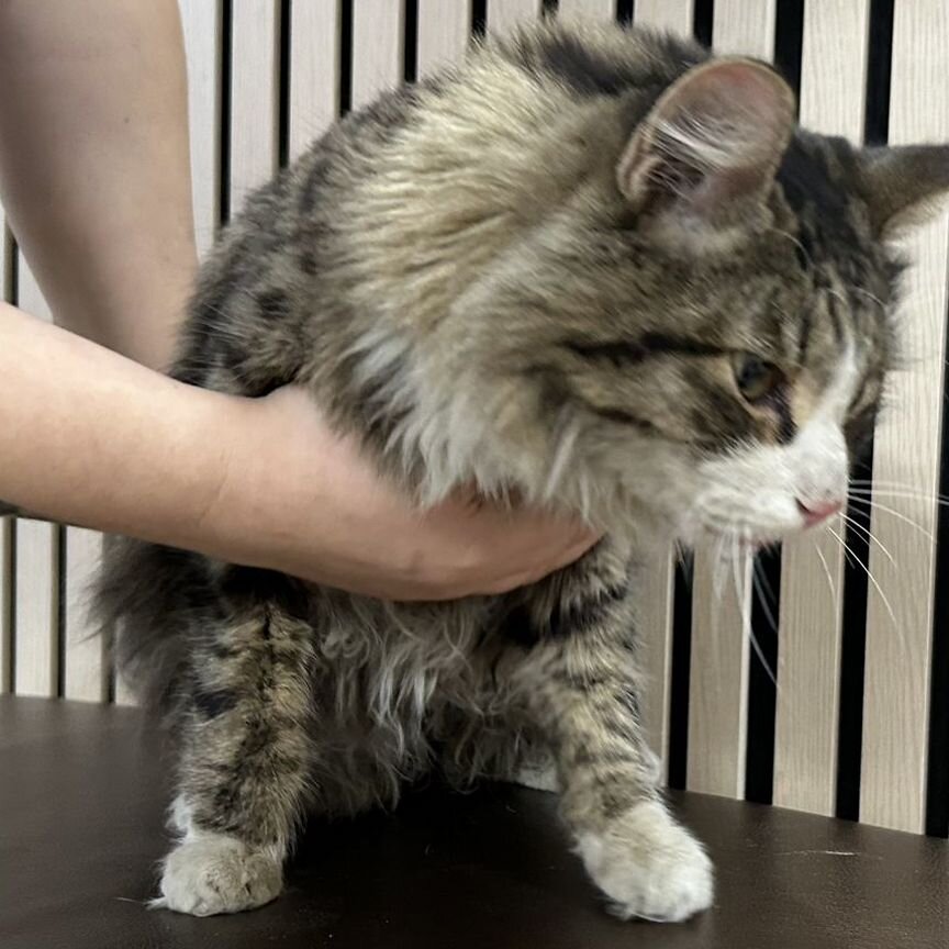 Взрослый кот в добрые руки