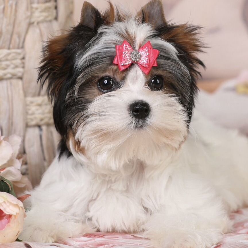 Бивер-йоркширский терьер, щенок