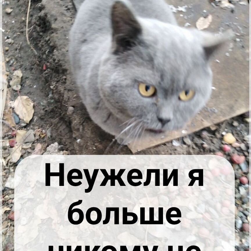 Британский короткошёрстный кот, взрослый