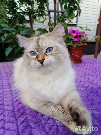 Невская маскарадная