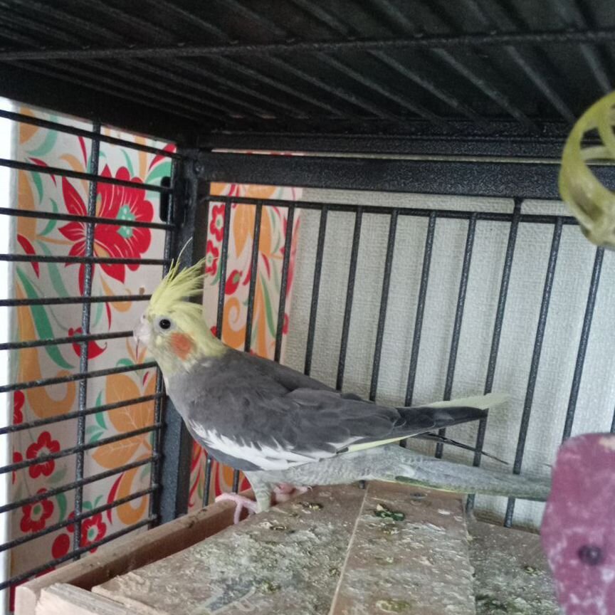 Продам попугаев корелл