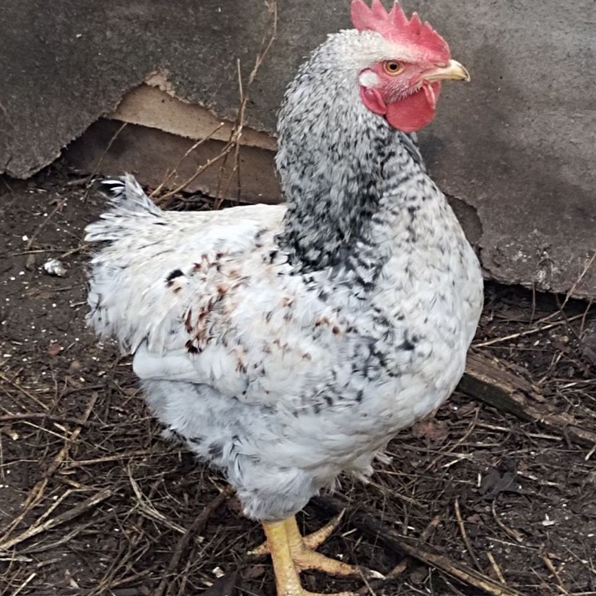 Молодые петухи