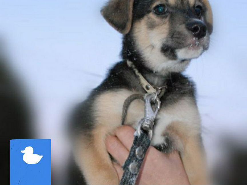 Щенок мальчик вырастет некрупным