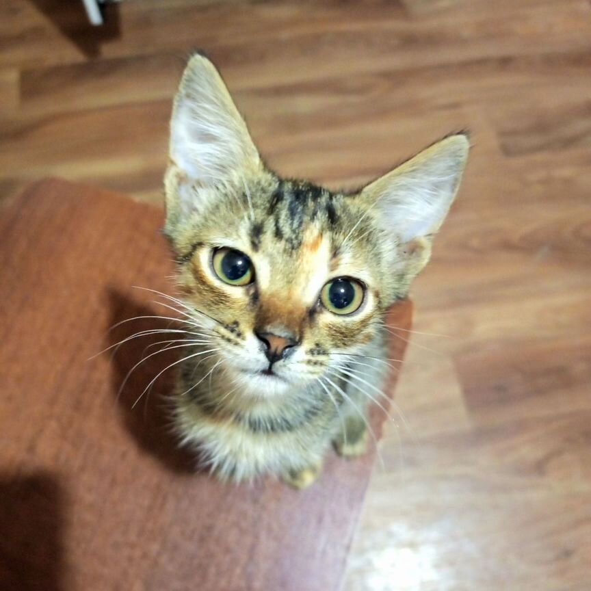 Котята в добрые руки бесплатно