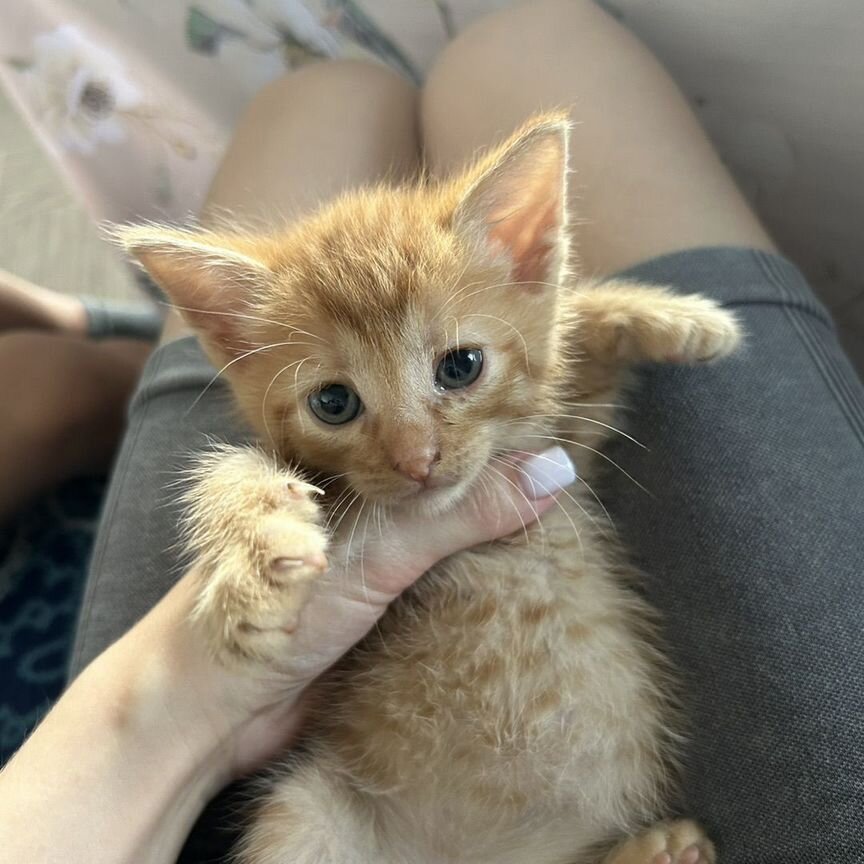 Кошечка в добрые руки