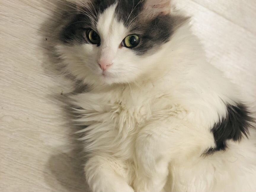 Котик в добрые руки