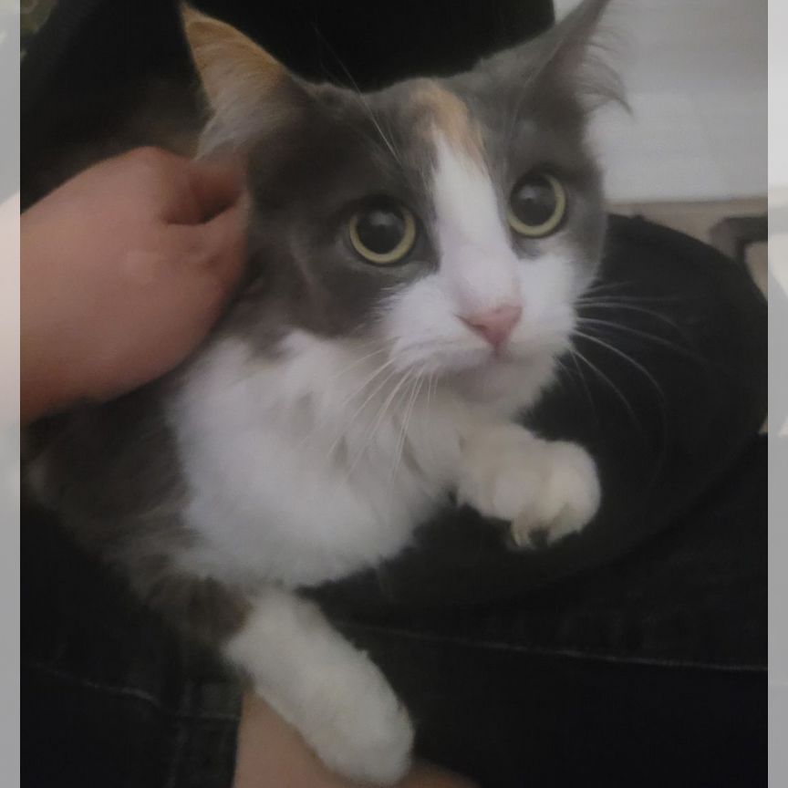 Ориентальный кот, взрослый