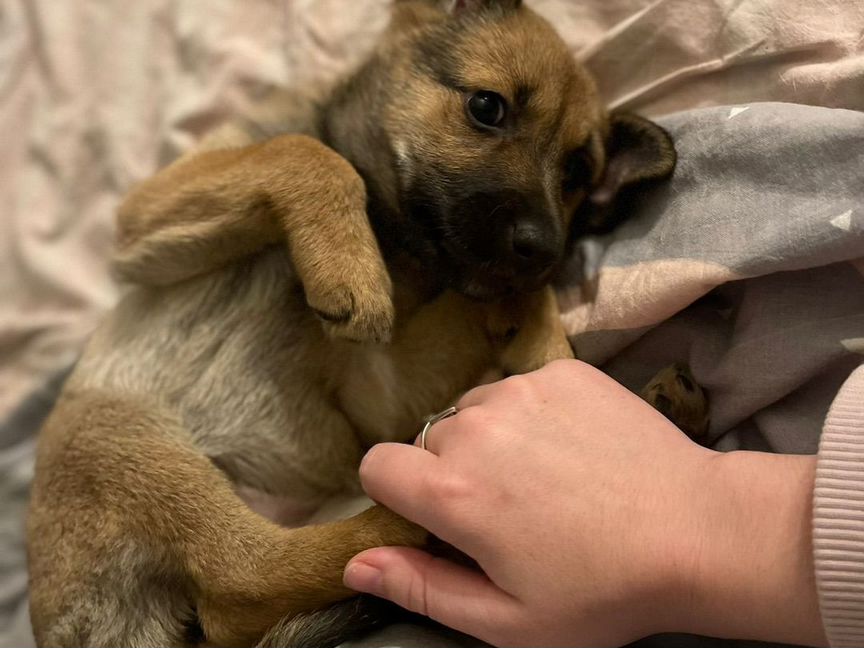 Ушастая девочка щенок в добрые руки