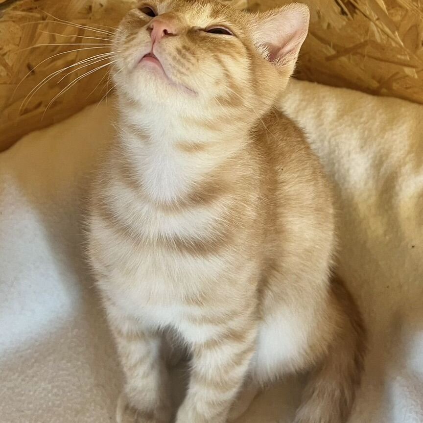 Милый рыжий котенок вислоушка