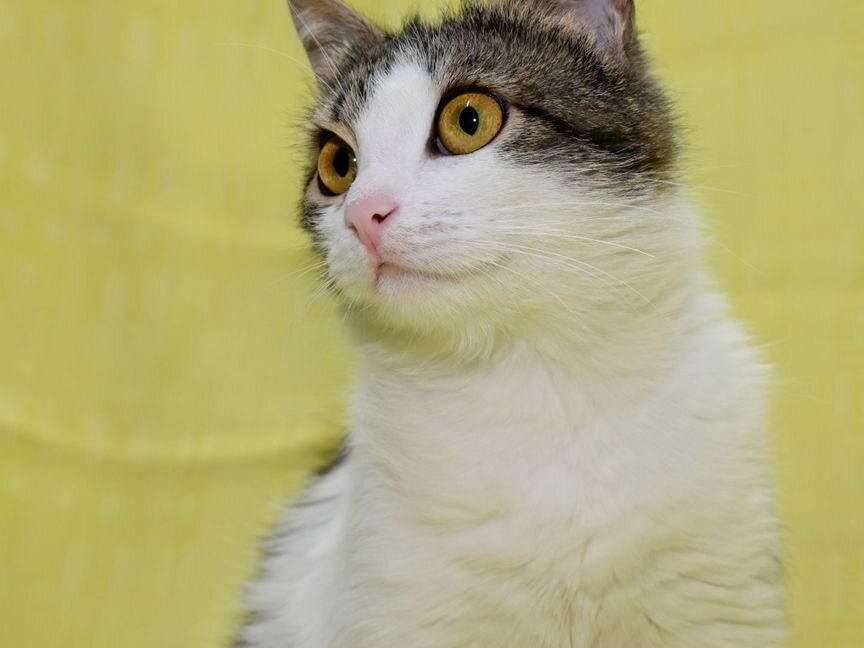 Кошка Лика в добрые руки