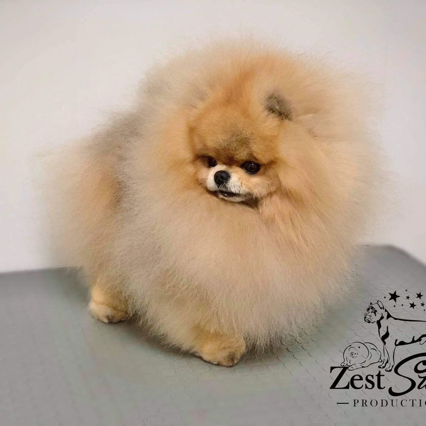 Шикарный кобель взрослый. для питомников