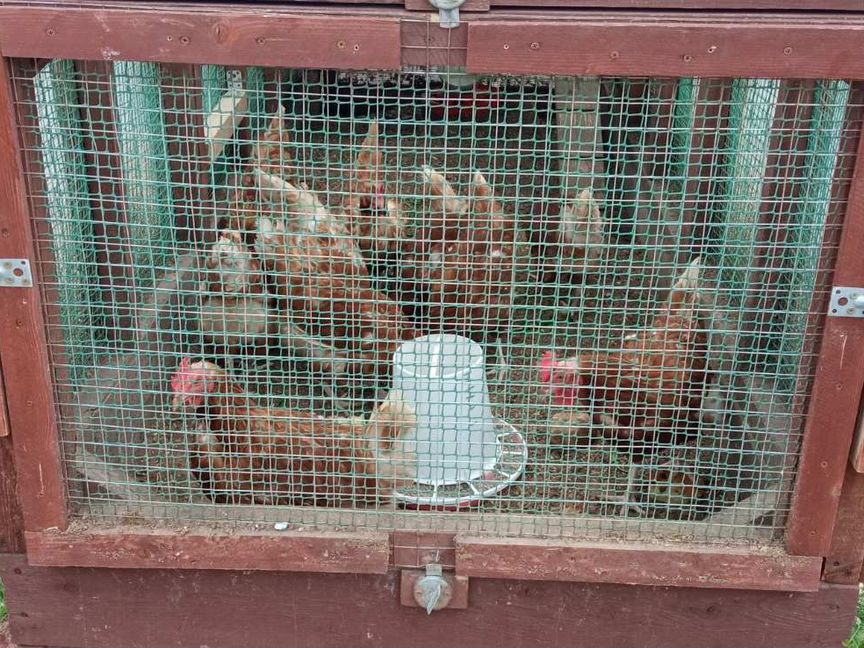 Курятник и 10 куриц