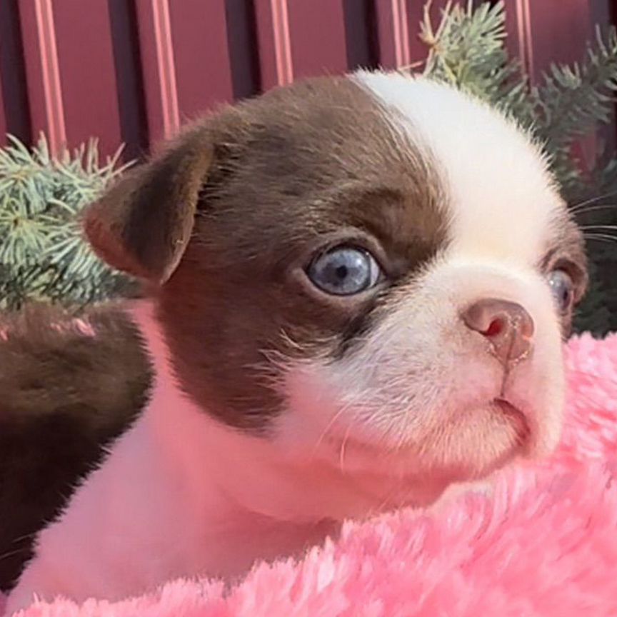 Бело шоколадная красотка