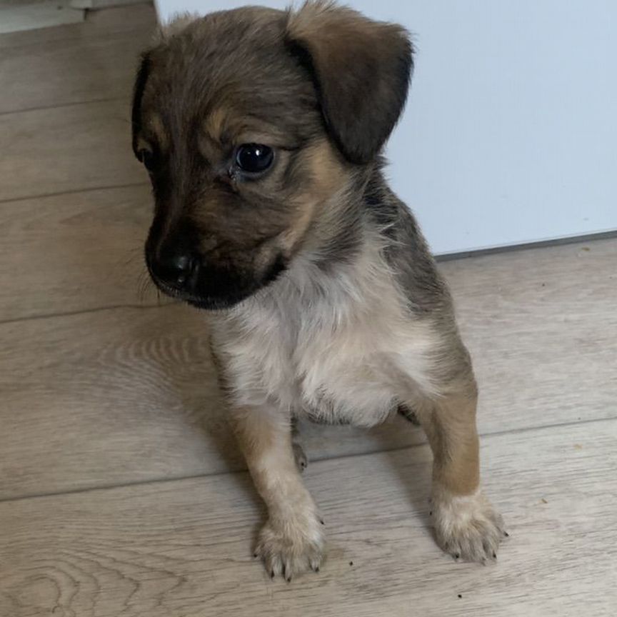 Русский охотничий спаниель, щенок