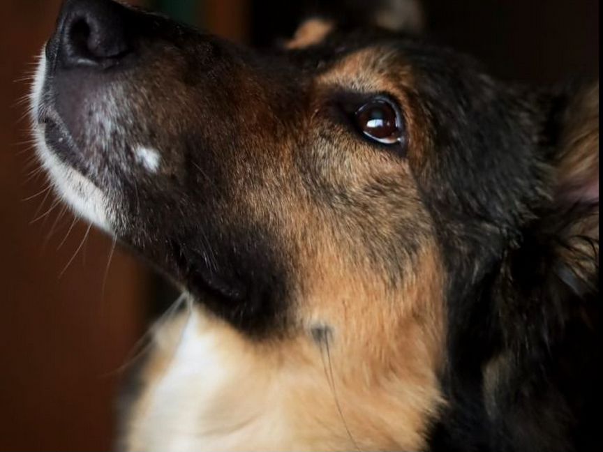 Собака в добрые руки