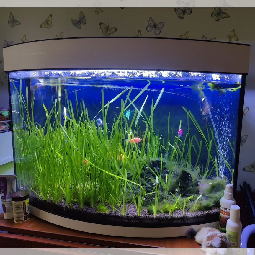 Аквариум 100 литров