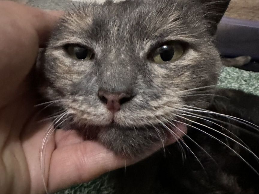 Красивые кошки в дар