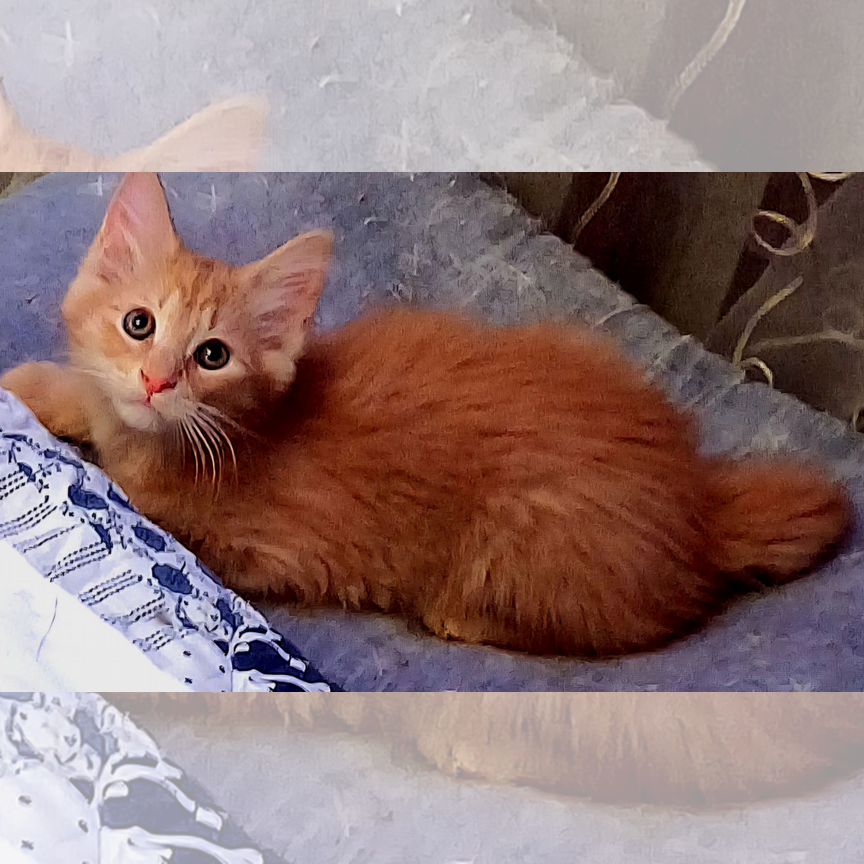 Котенок Баграт- рыжее чудо. Около 2, 5 мес