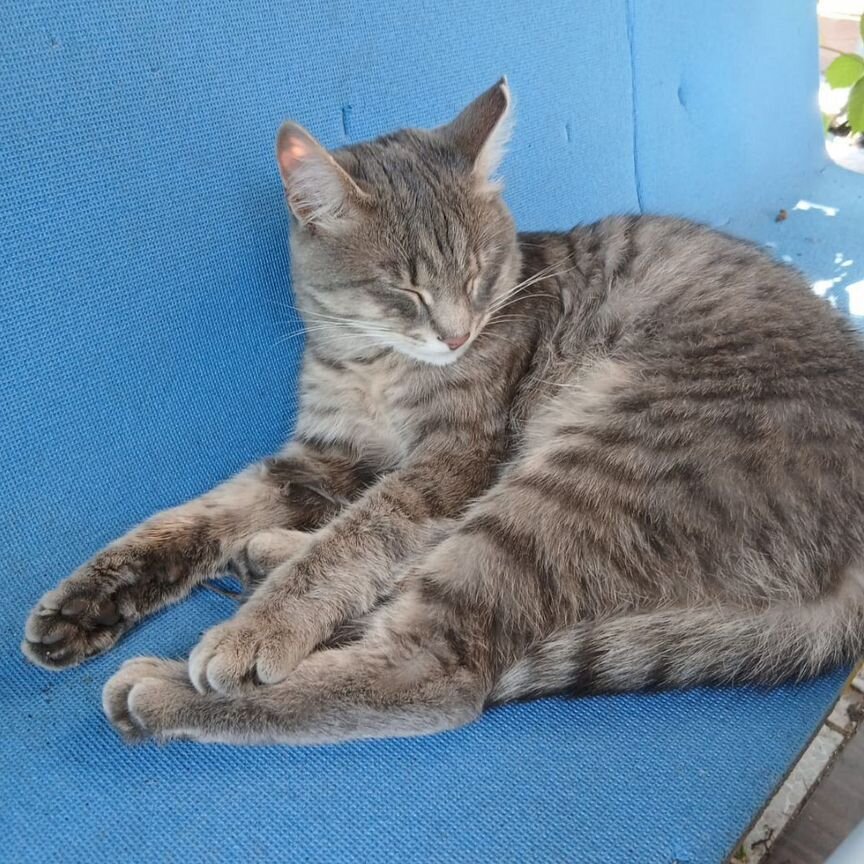 Кошка в добрые руки