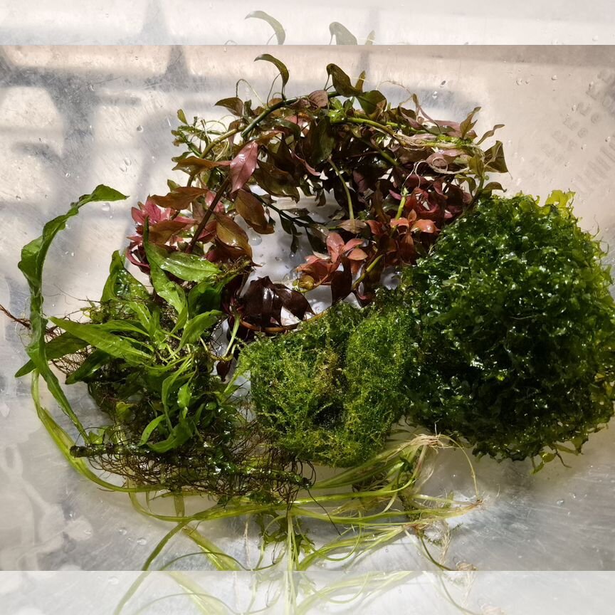 Аквариумные растения