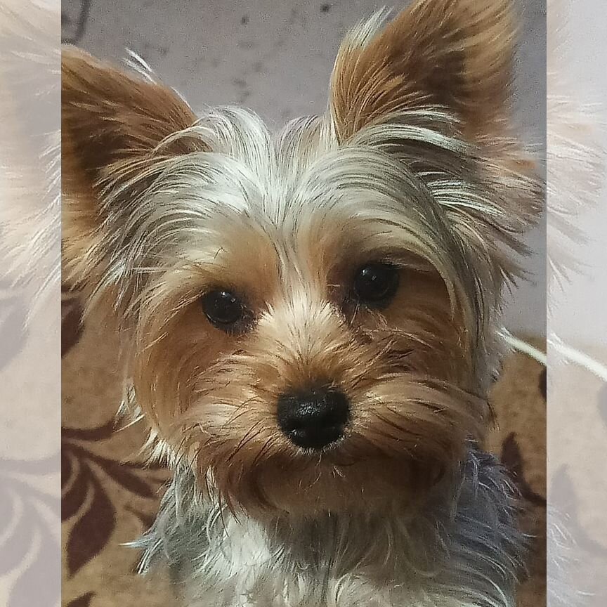 Йоркширский терьер, взрослый пёс