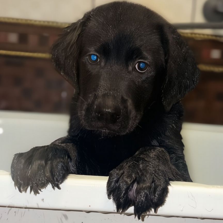 Лабрадор-ретривер, щенок
