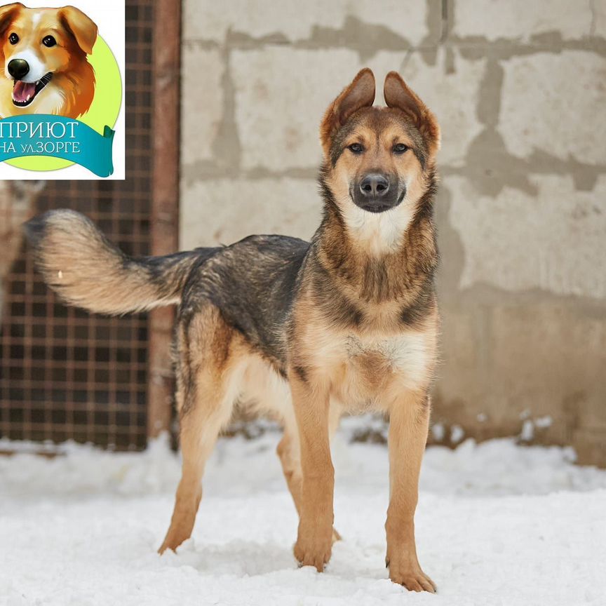 Ищем дом норду