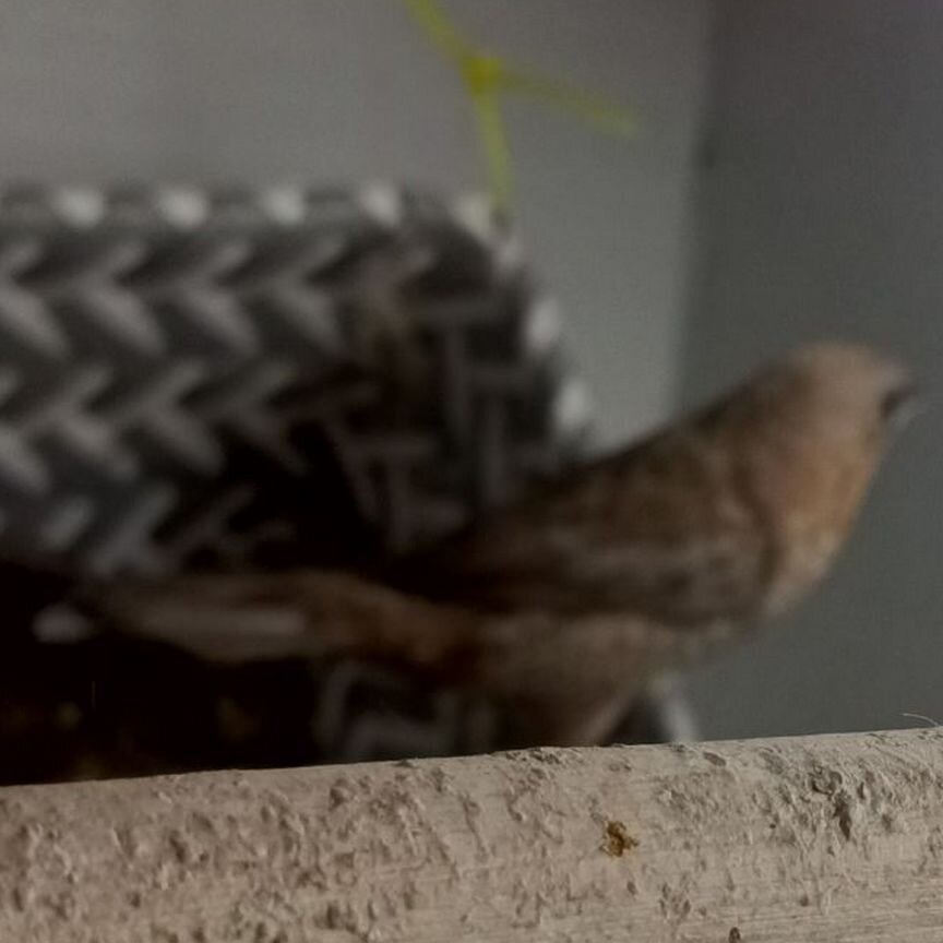 Японские амадины