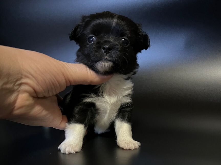 Щенки чихуахуа девочка