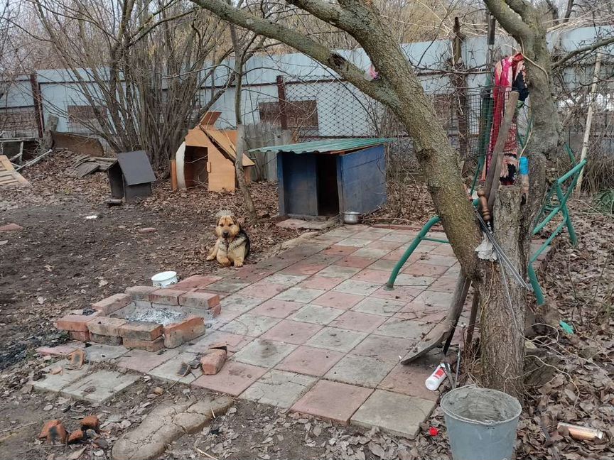 Собака в добрые руки отдам бесплатно