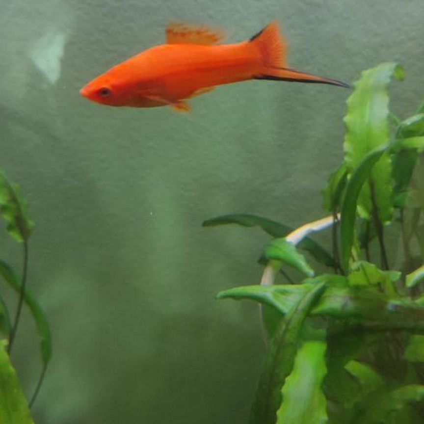 Меченосец, гуппи