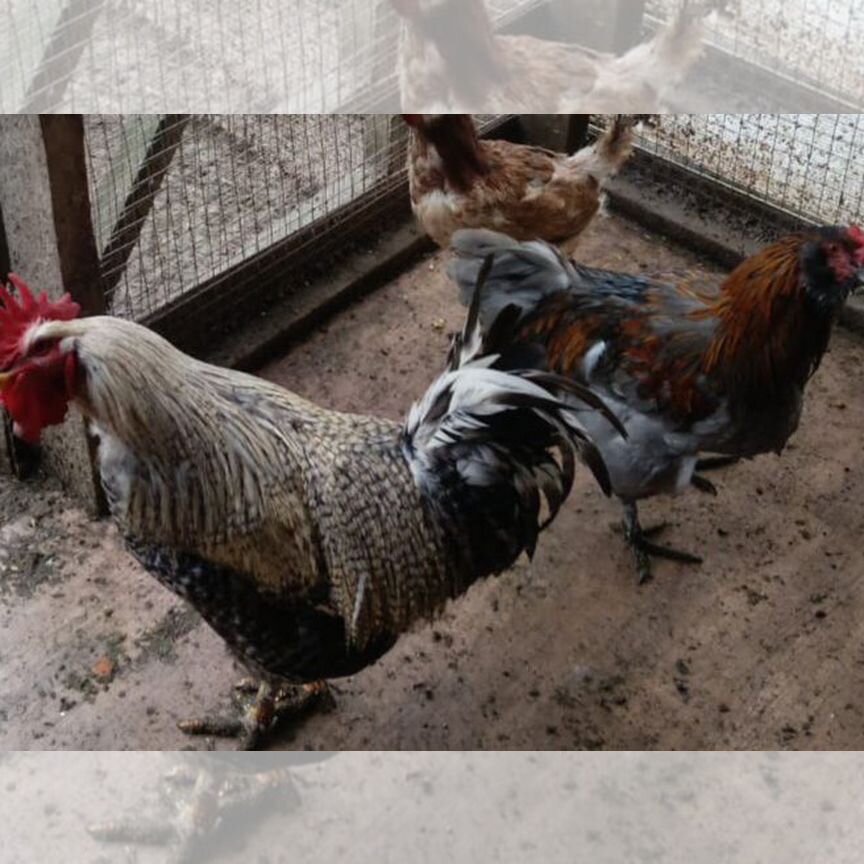 Петухи молодые