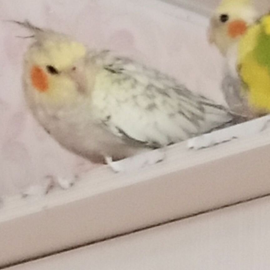 Попугай корелла птенцы