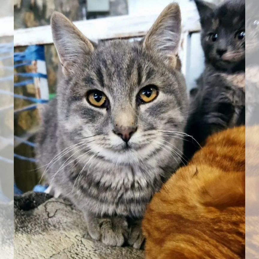 Котик подросток в добрые руки