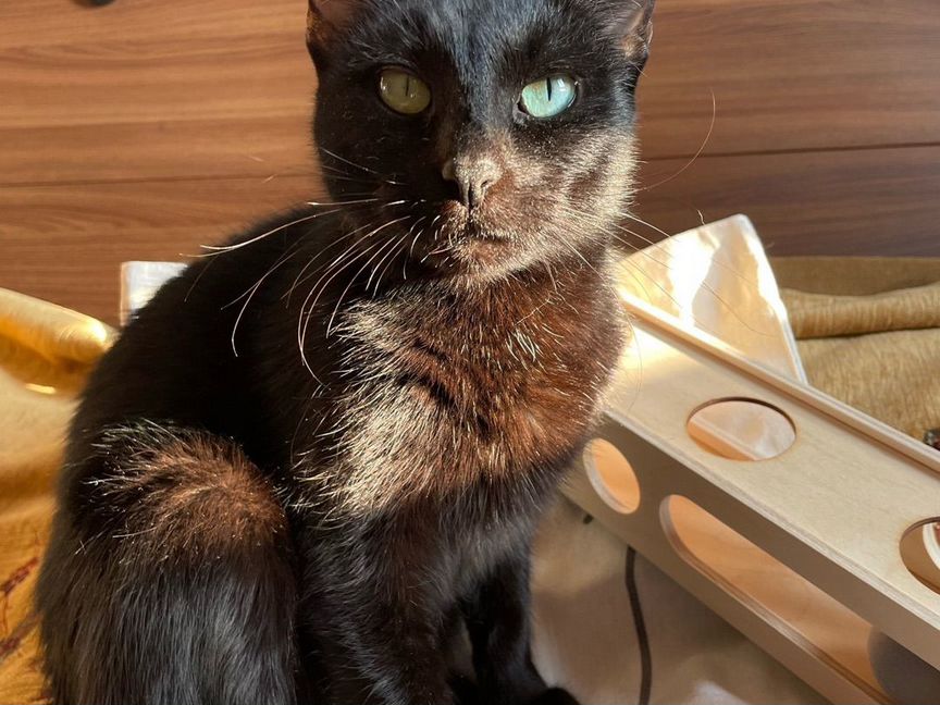 Идеальный компаньон в дар, черная кошка