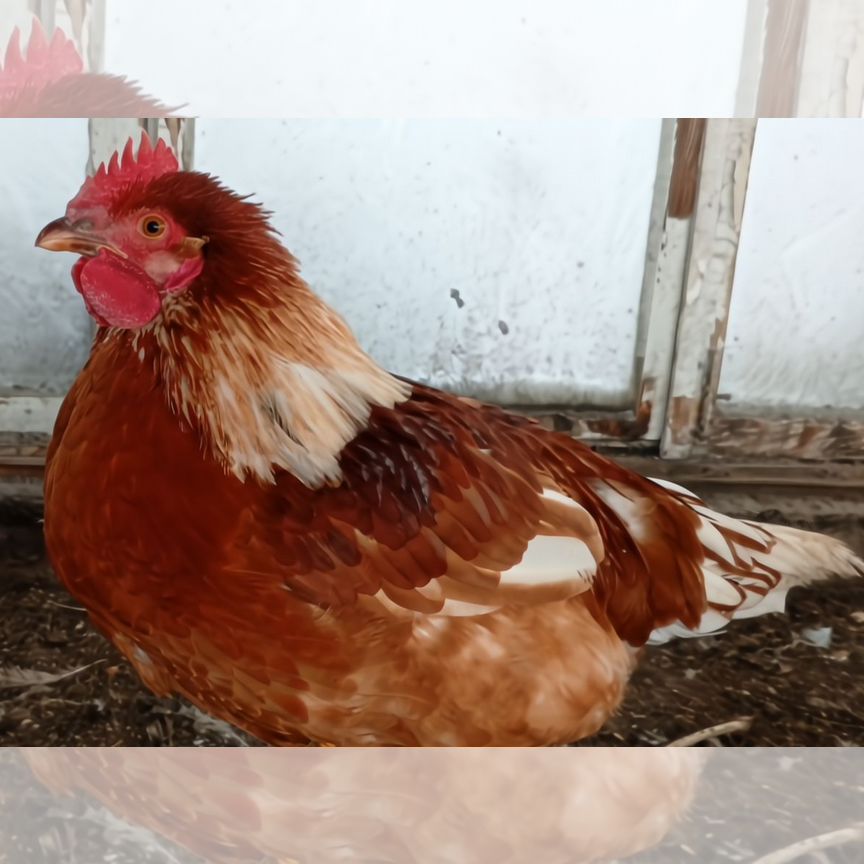 Молодые петушки