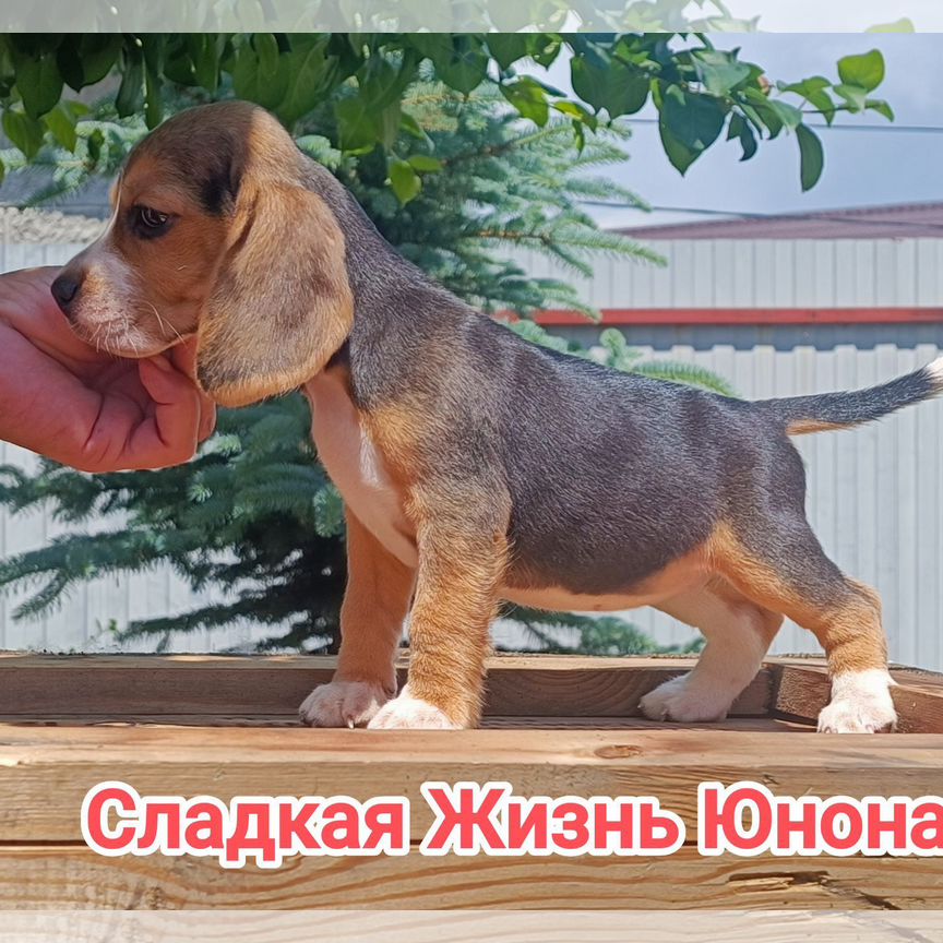 Бигль, щенок