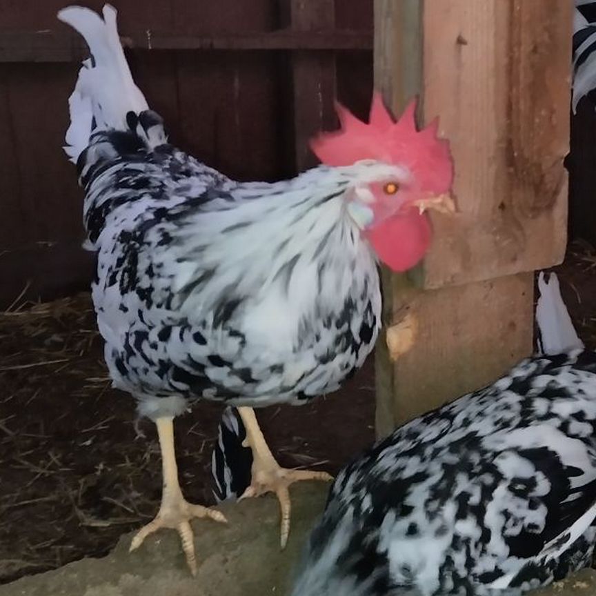 Куры петушки