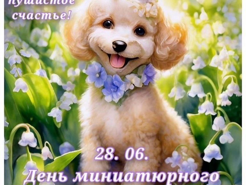 Пудель шикарная породная шатенка