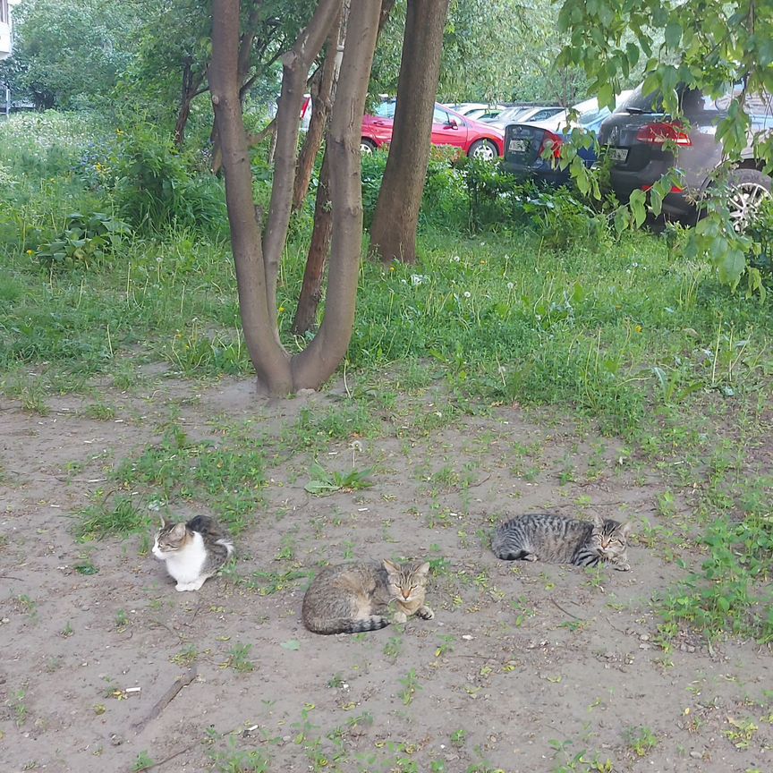 Подросшие котята из подъезда в добрые руки