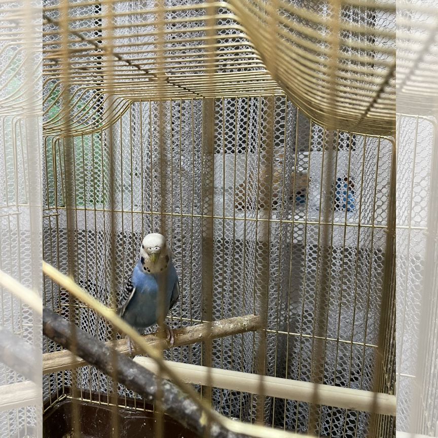 Волнистый попугай самка