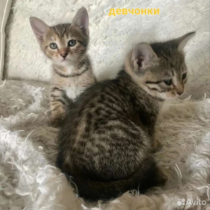 Маленькие котятки в заботливые руки